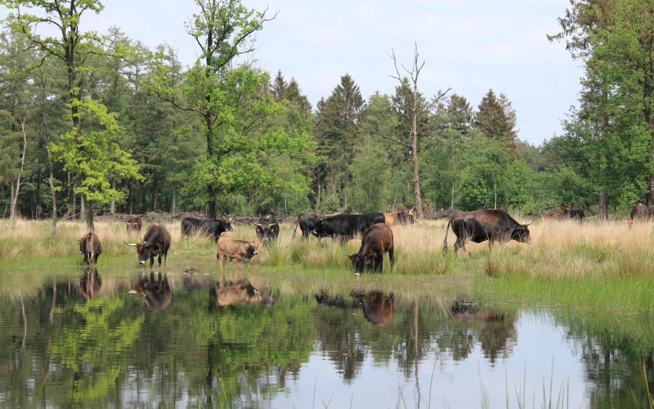 Natuurpark De Maashorst - D'n Eik